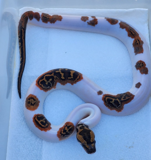 Pied Het Albino 66% GC Caramel Granite 50% Het Green Burmese Python by ...