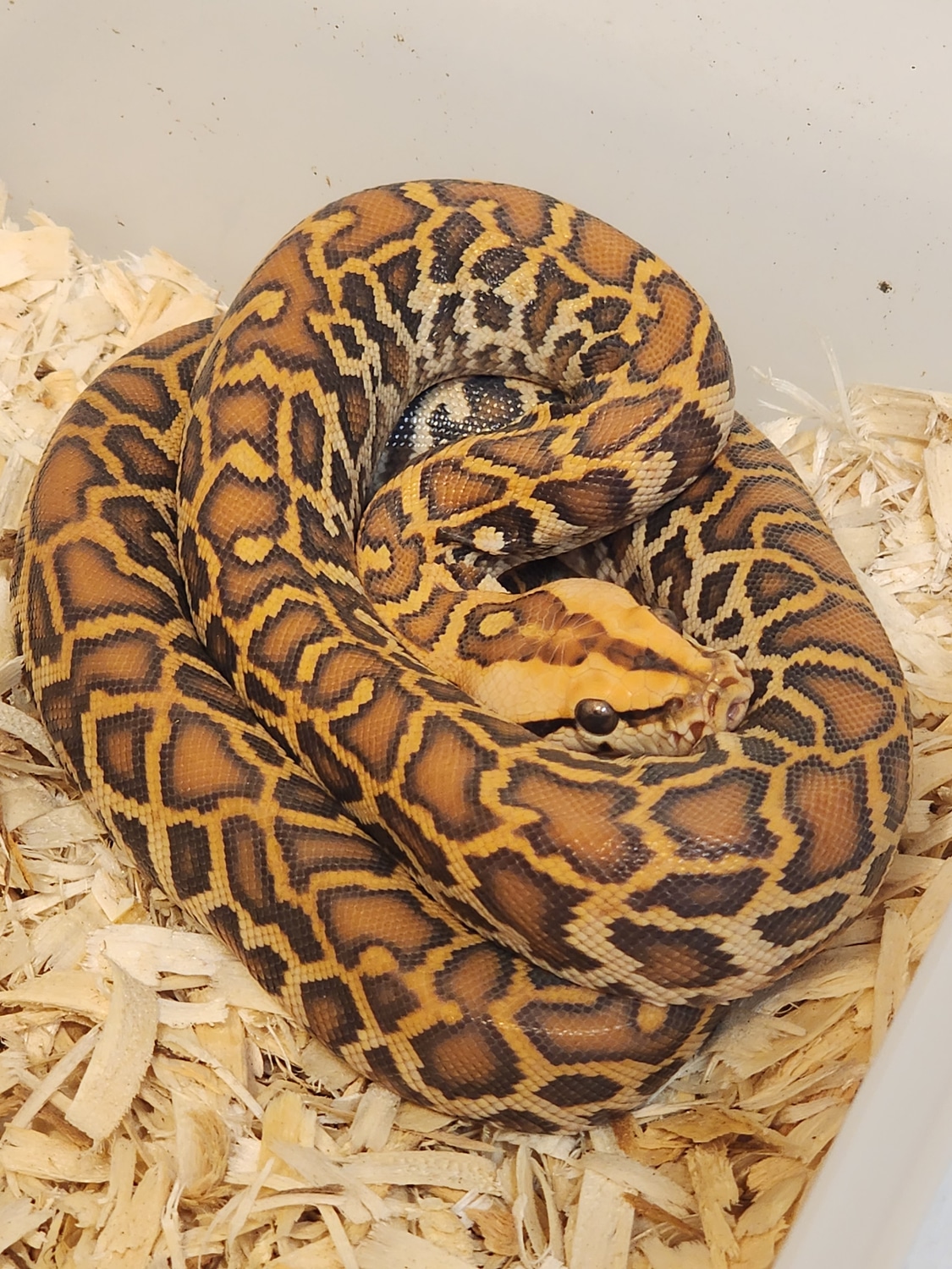 Caramel Possible Het Granite Burmese Python by Ben Rogers Reptiles ...