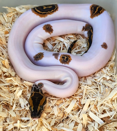 Pied Het Albino 66% GC Caramel Granite 50% Het Green Burmese Python by ...