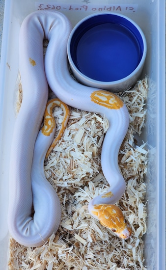 2023 High White Albino Pied Burmese Python by Ben Rogers Reptiles