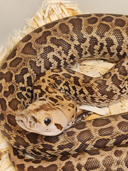 2023 Granite 66% Het Caramel Pied Green Female Burmese Python by Ben ...