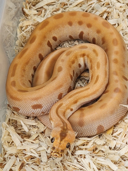 2023 Caramel Green 66% Pied Granite Male Burmese Python by Ben Rogers ...