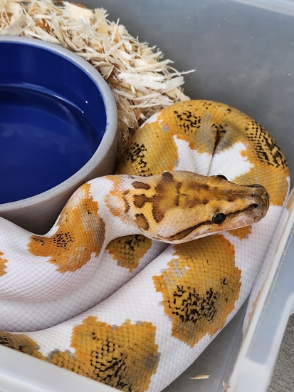 2023 Granite Pied Het Albino 66% Het Caramel 50% Het Green Burmese ...