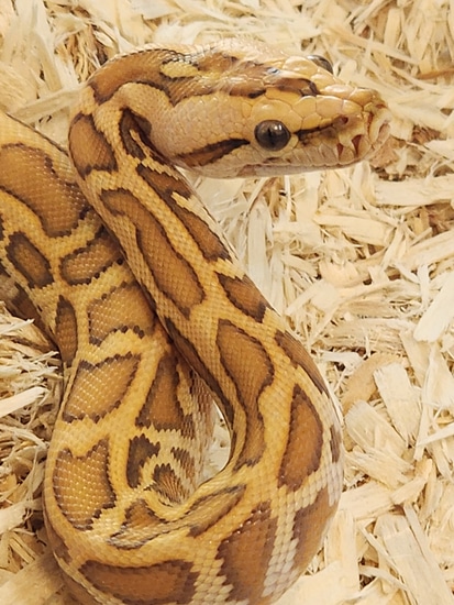 2023 Caramel 66% Het Pied Green Granite Burmese Python by Ben Rogers ...