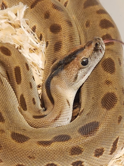 2023 Green 66% Het Pied Caramel Granite Female Burmese Python by Ben ...