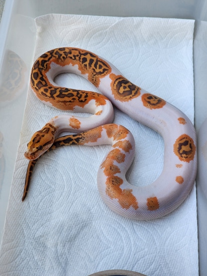 Caramel Pied 66% Het Green Granite Burmese Python by Ben Rogers Reptiles