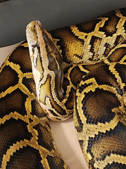 2021 Normal Het Pied Caramel Granite 50% Het Green Male Burmese Python ...
