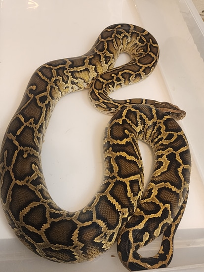 2021 Normal Het Pied Caramel Granite 50% Het Green Burmese Python by ...