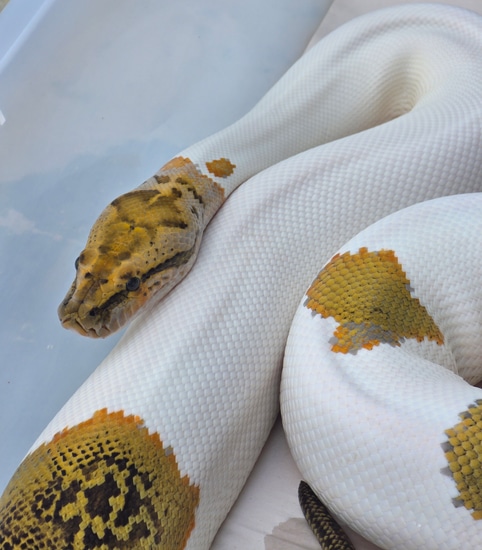 2023 Holdback Pied Granite Male. HIGH WHITE! Burmese Python by Ben ...