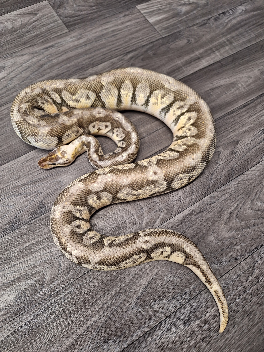 Super Pastel Inferno. Ball Python by Ben's Ball Pythons - MorphMarket