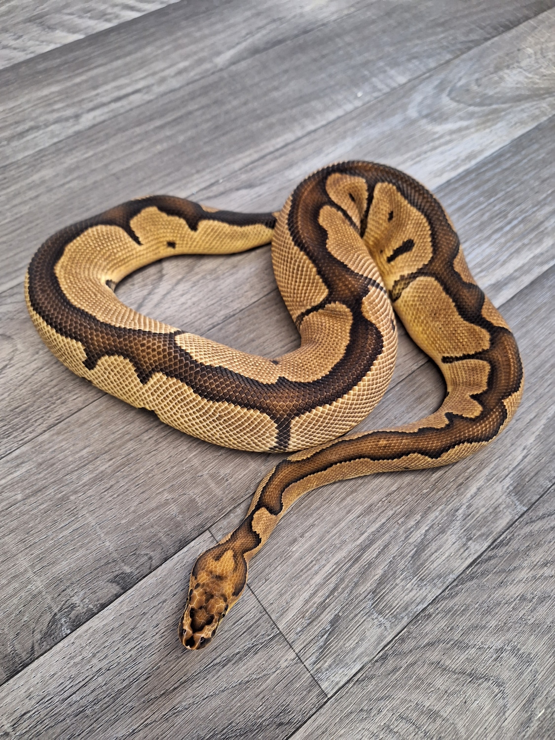 2021clown66%dg Ball Python by Ben's Ball Pythons - MorphMarket