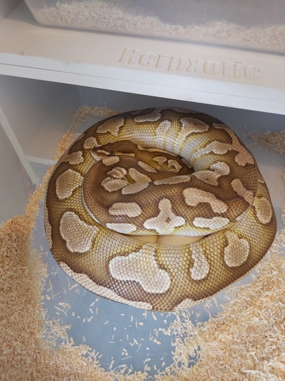 Lesser (Proven Breeder Female) Ball Python by Ben's Ball Pythons