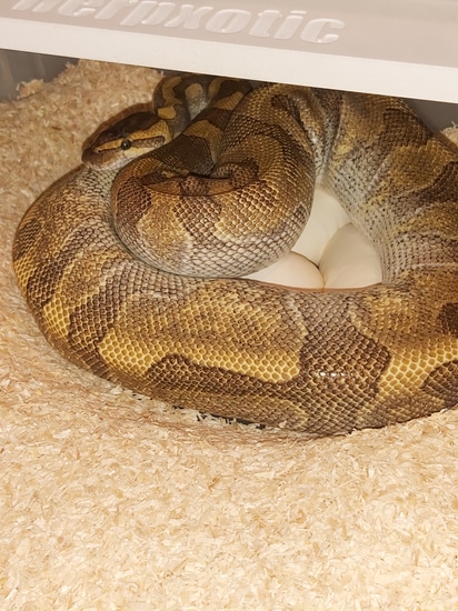 Super Enchi Mojave (Proven Breeder Female) Ball Python by Ben's Ball ...