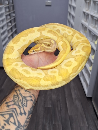 Banana Enchi Leopard Mojave Pos Het Dg Ball Python by Ben's Ball Pythons