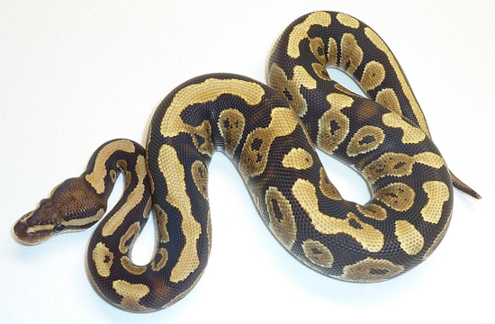 Mckenzie Spark Ball Python by BSR Auctions