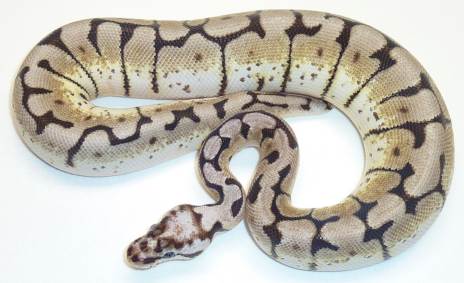 Vpi Axanthic Bumblebee Ball Python by BSR Auctions - MorphMarket