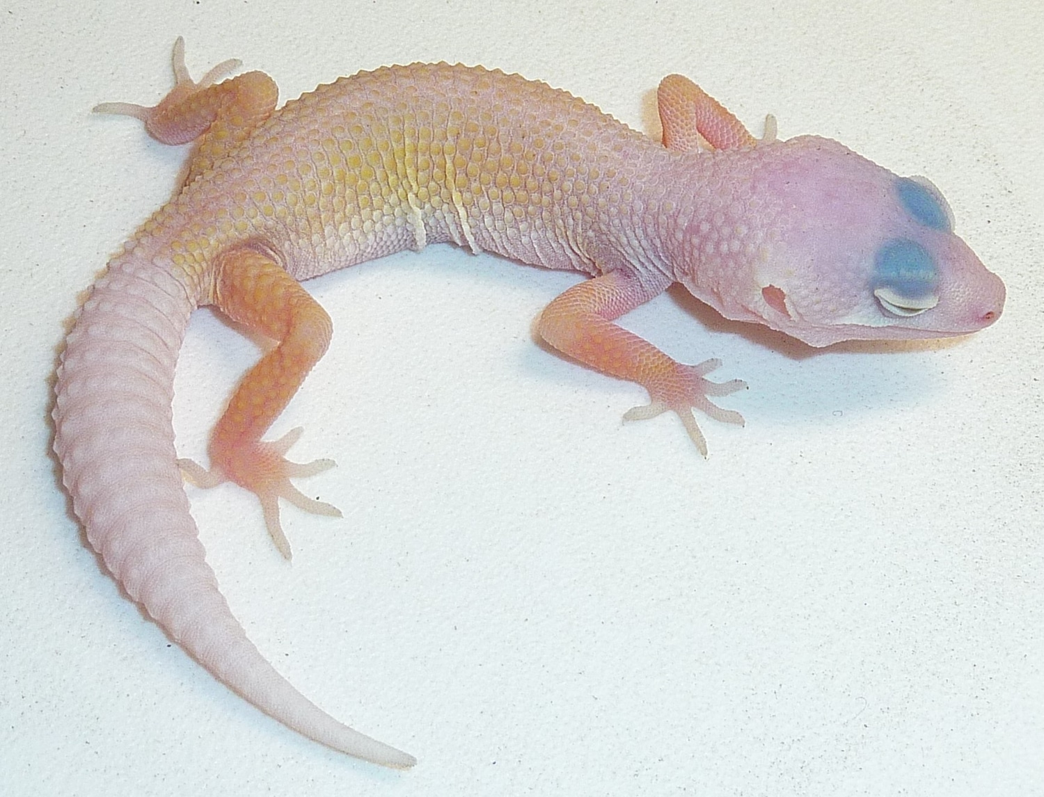 Diablo Blanco Leopard Gecko by BSR Auctions - MorphMarket