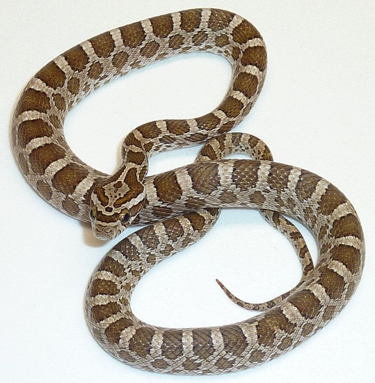 EMORY Other Rat Snake by BSR Auctions