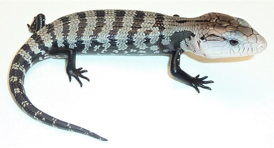 Axanthic Blue Tongued Skink Halmahera Blue-Tongued Skink by BSR Auctions