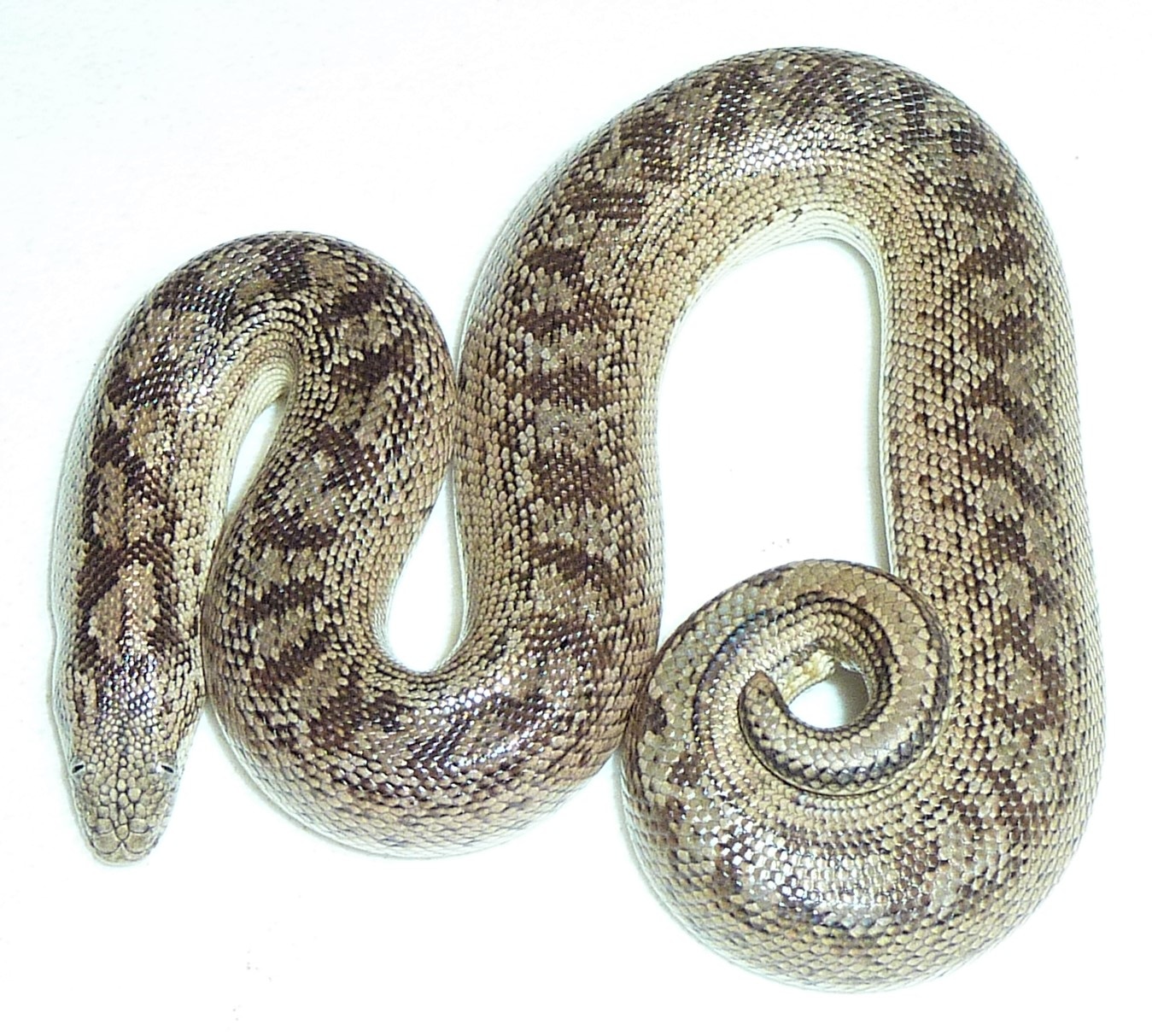 C.b. Russian Sand Boa Other Sand Boa by BSR Auctions - MorphMarket