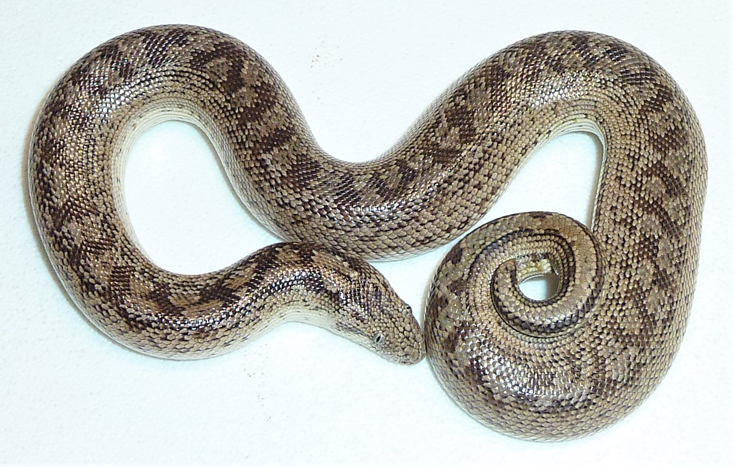 C.b. Russian Sand Boa Other Sand Boa by BSR Auctions - MorphMarket