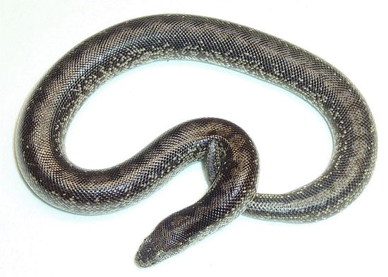 Black Russian Sand Boa by BSR Auctions