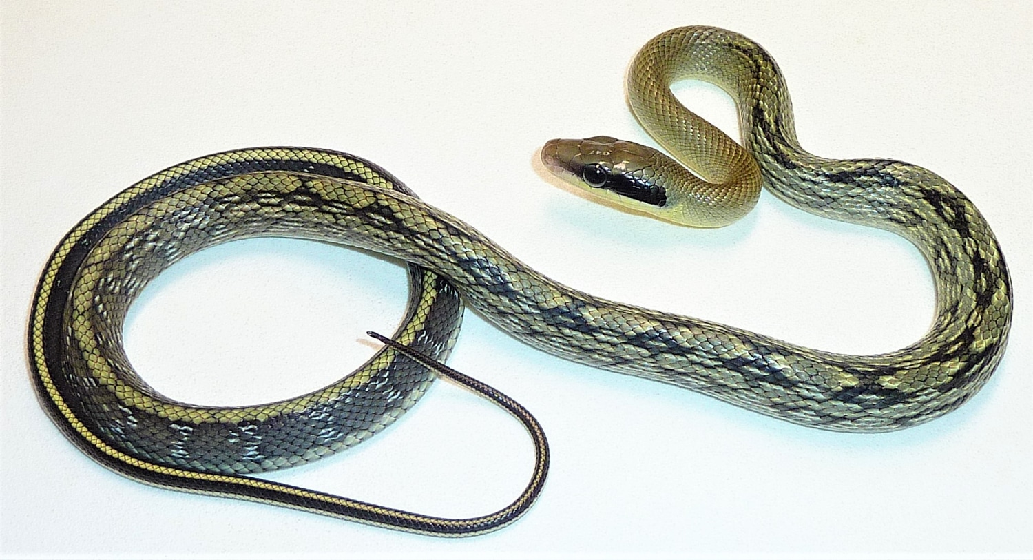 Vietnamese Blue Beauty Rat Snake by BSR Auctions - MorphMarket