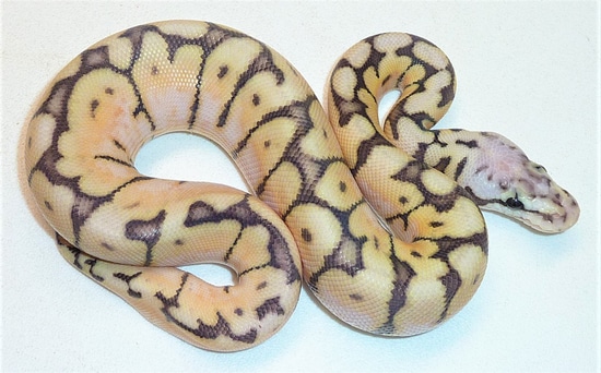 Killerbee Ghost Possible Calico Ball Python by BSR Auctions