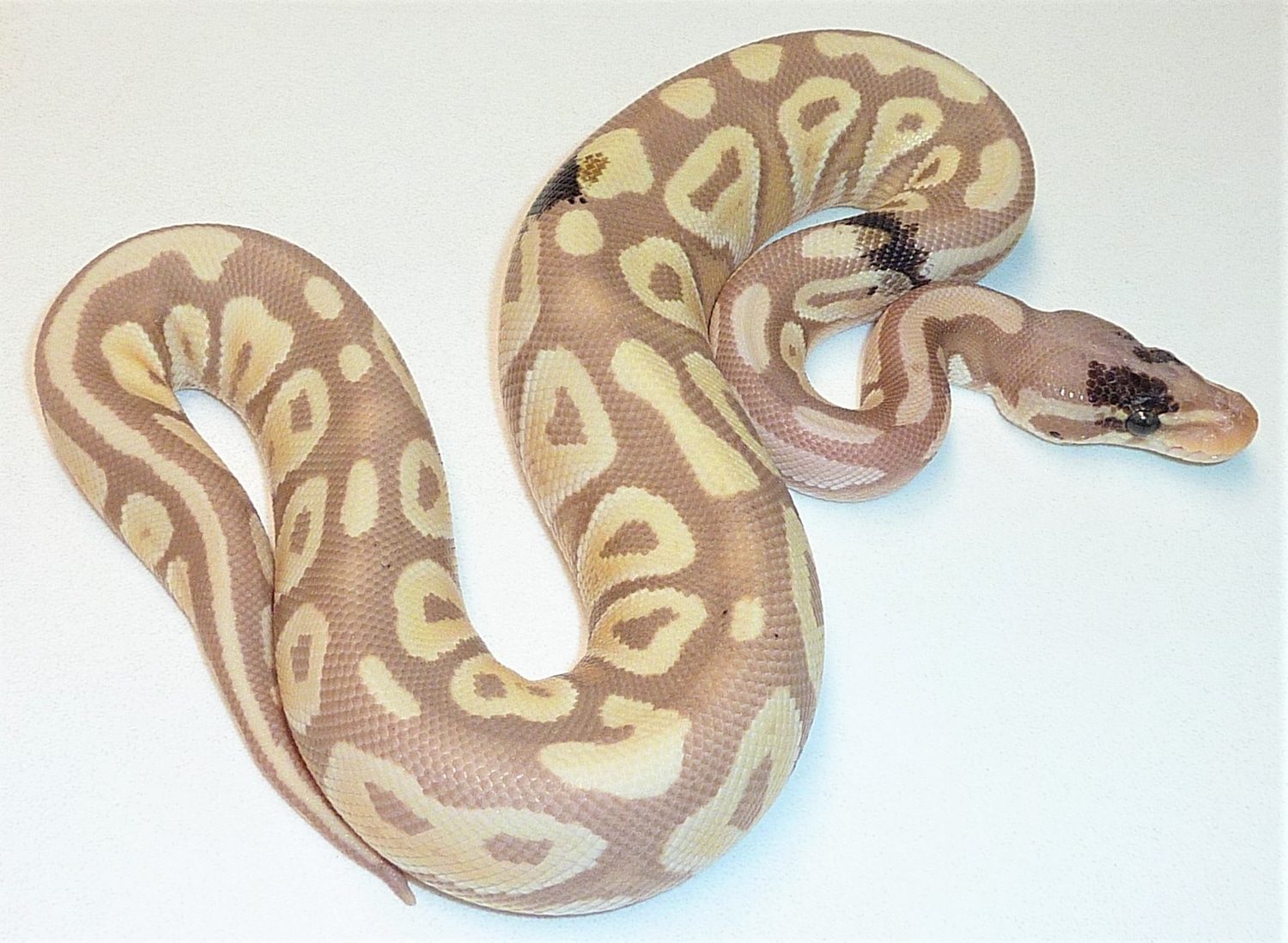Banana Mojave Paradox Shatter Ball Python by BSR Auctions - MorphMarket