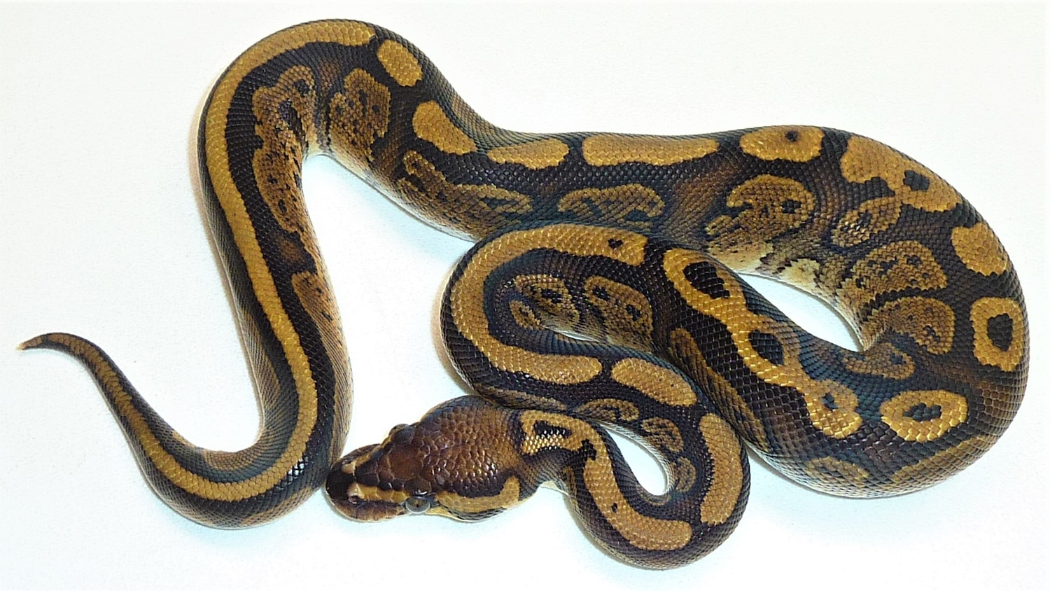 Trident Red Stripe Ball Python by BSR Auctions - MorphMarket