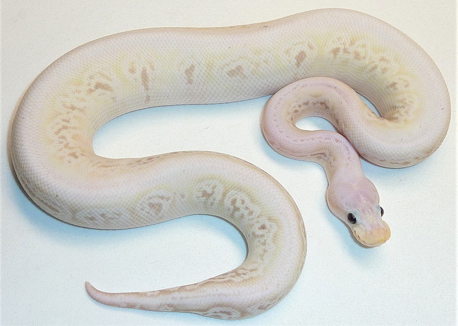 True Gargoyle Banana Pastel Mojave Ball Python by BSR Auctions ...