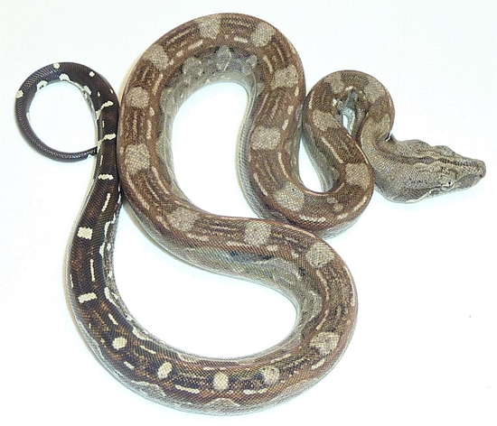 Aztec Boa Het Sharp Albino Boa Constrictor by BSR Auctions
