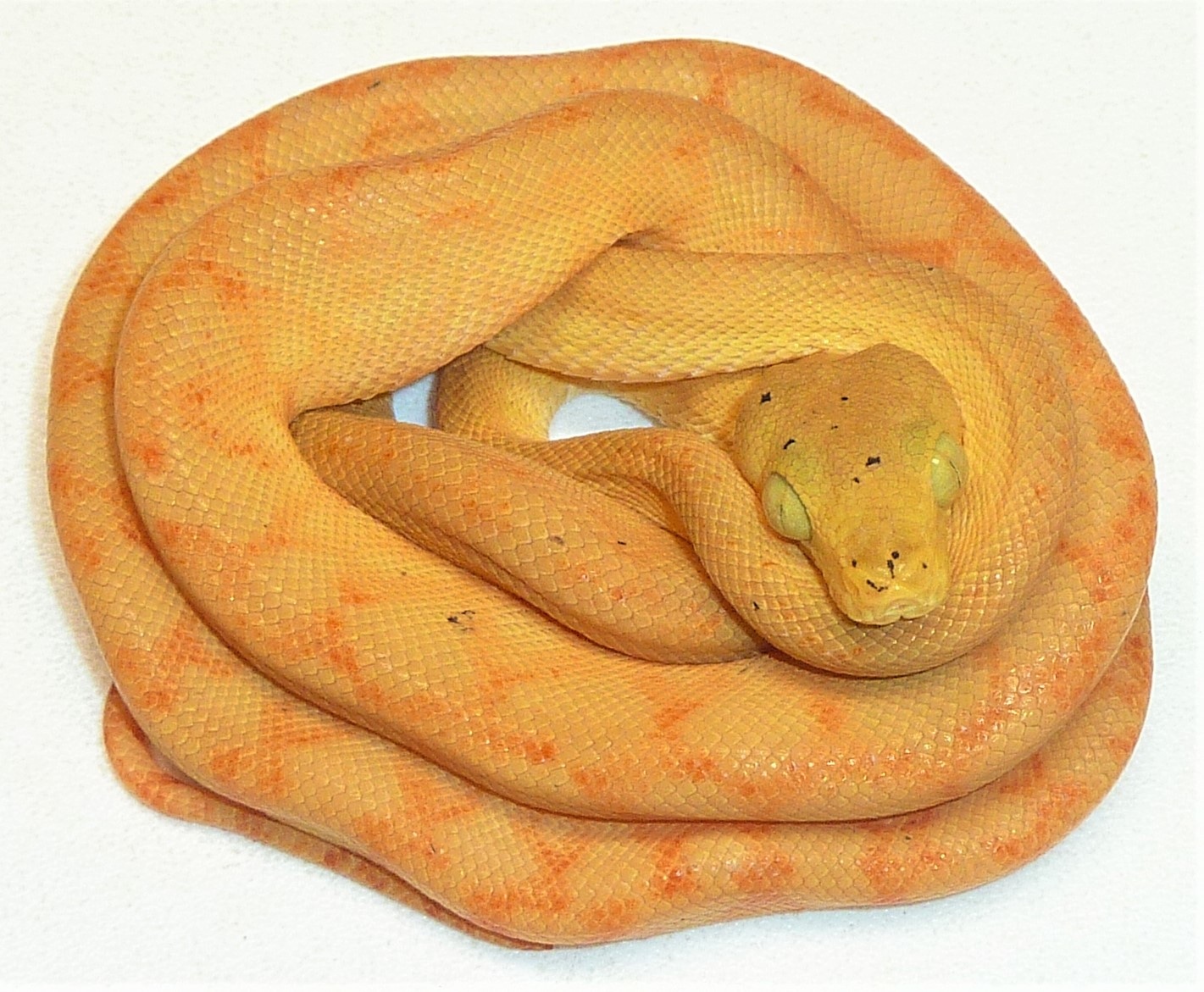 ORANGE Amazon Tree Boa by BSR Auctions - MorphMarket