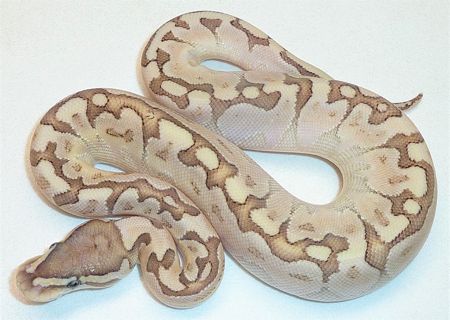 Pastel Enchi Bamboo Ball Python by BSR Auctions - MorphMarket