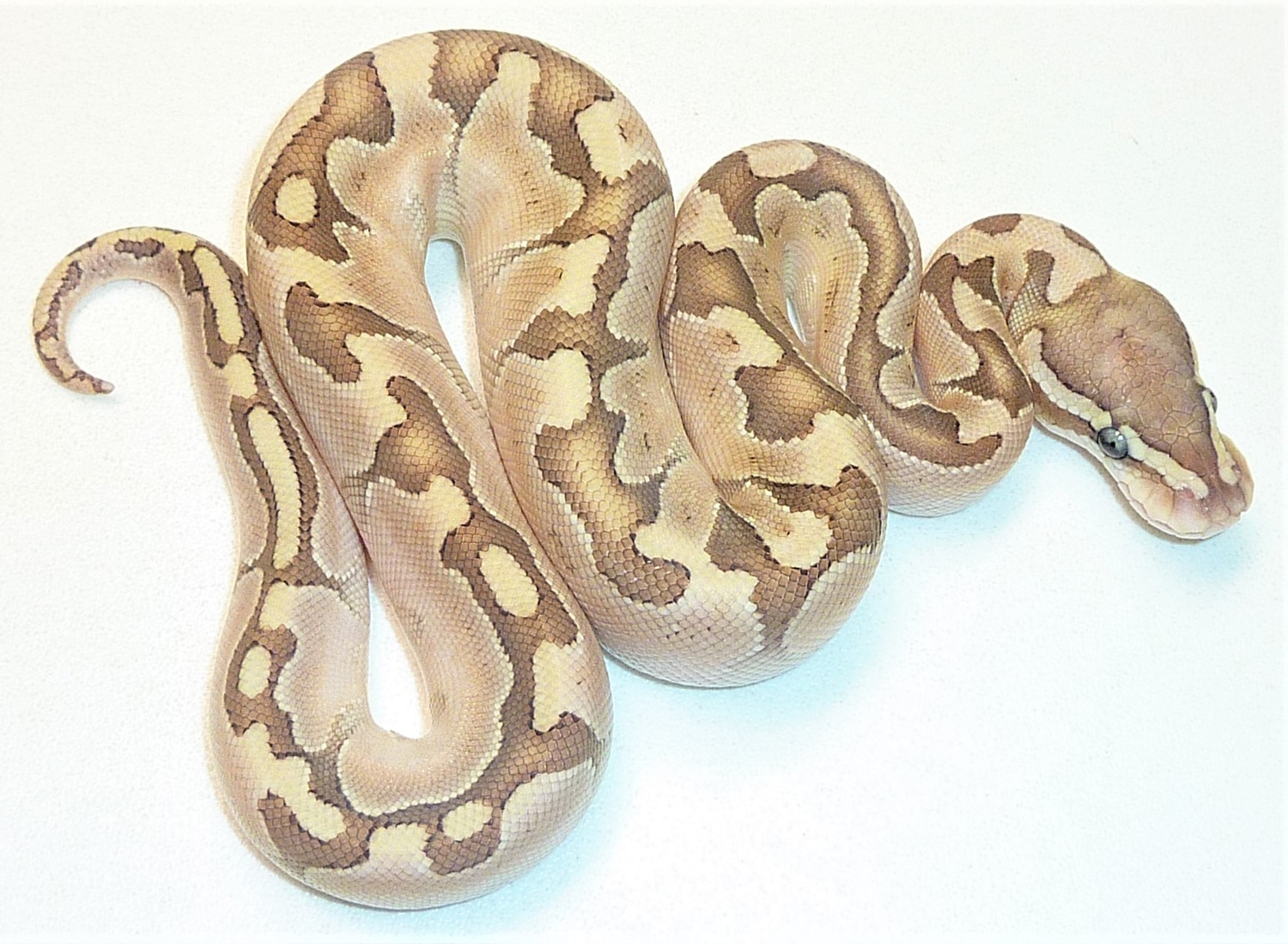 Enchi Bamboo Possible Pastel Ball Python by BSR Auctions - MorphMarket