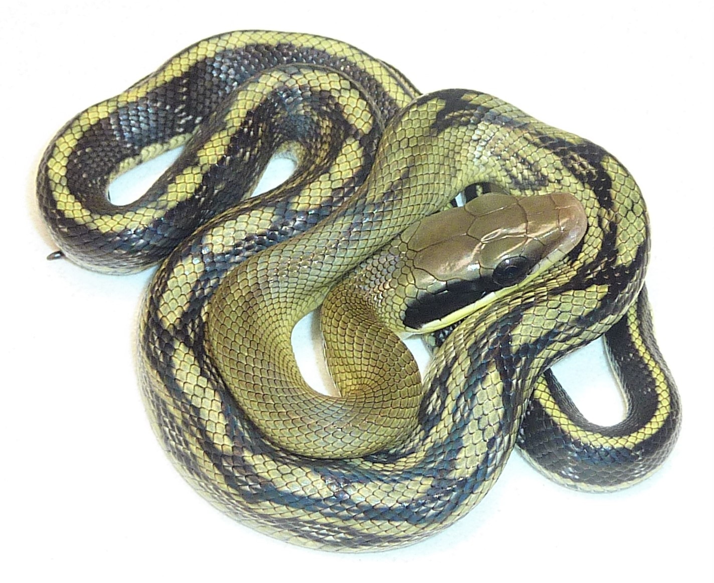 Vietnamese Blue Snake Beauty Rat Snake by BSR Auctions - MorphMarket