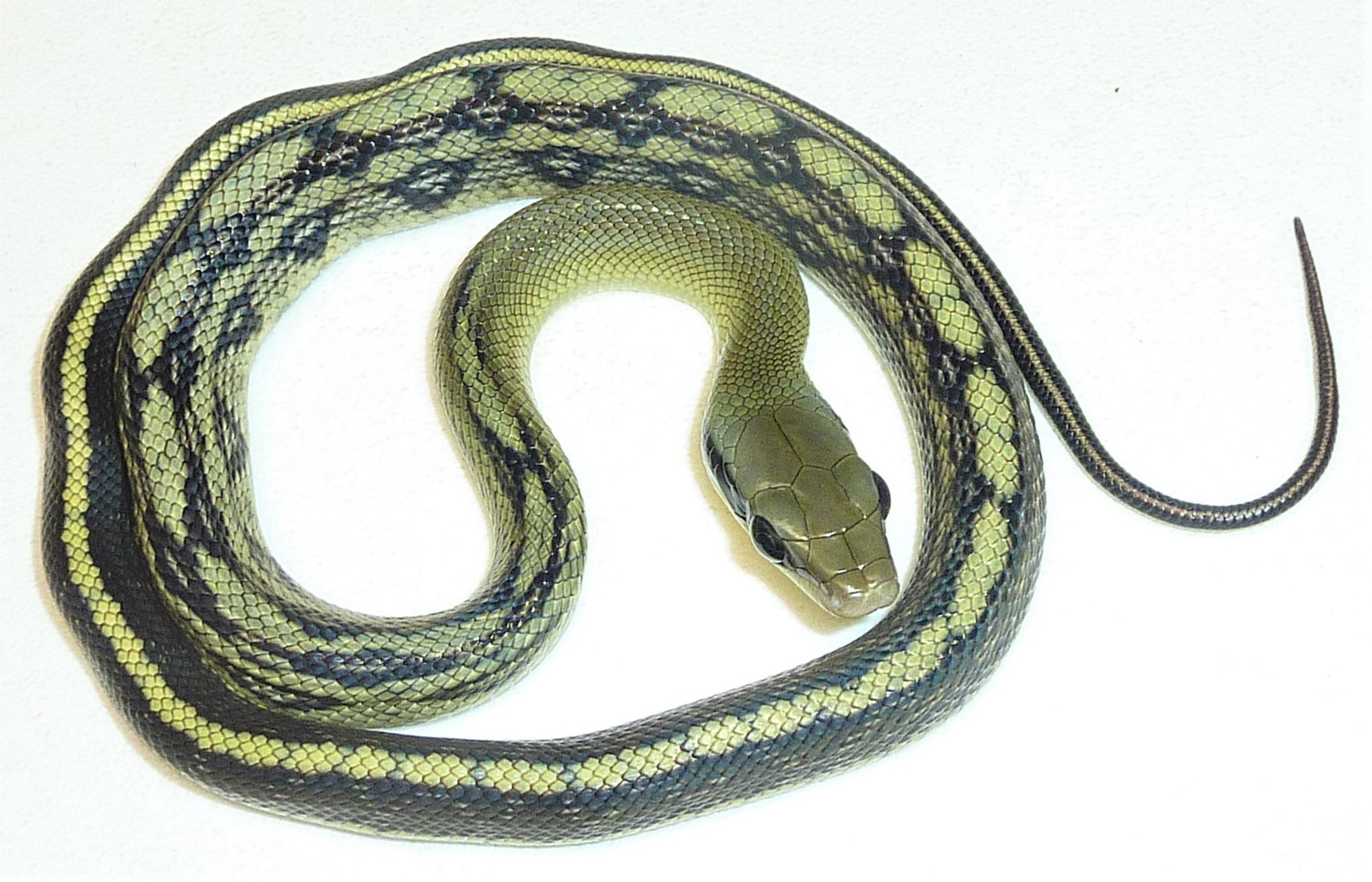 Vietnamese Blue Snake Beauty Rat Snake by BSR Auctions - MorphMarket