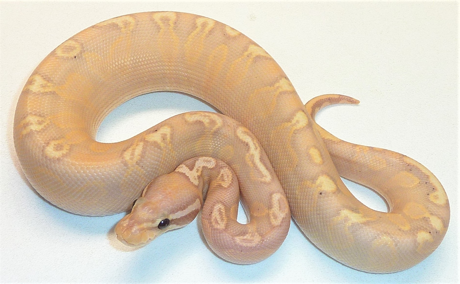 Banana Ghi Trident Het Red Axanthic Yellowbelly/specter Ball Python by ...