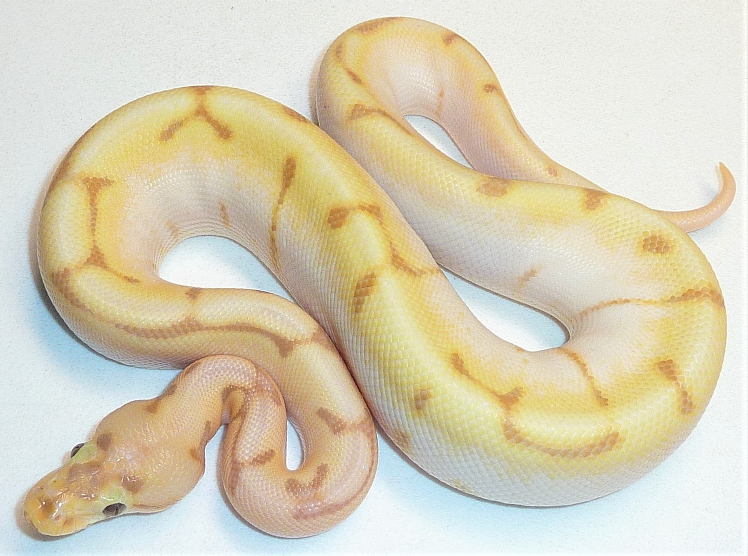 Orange Dream Super Enchi Spider Banana Ball Python by BSR Auctions ...
