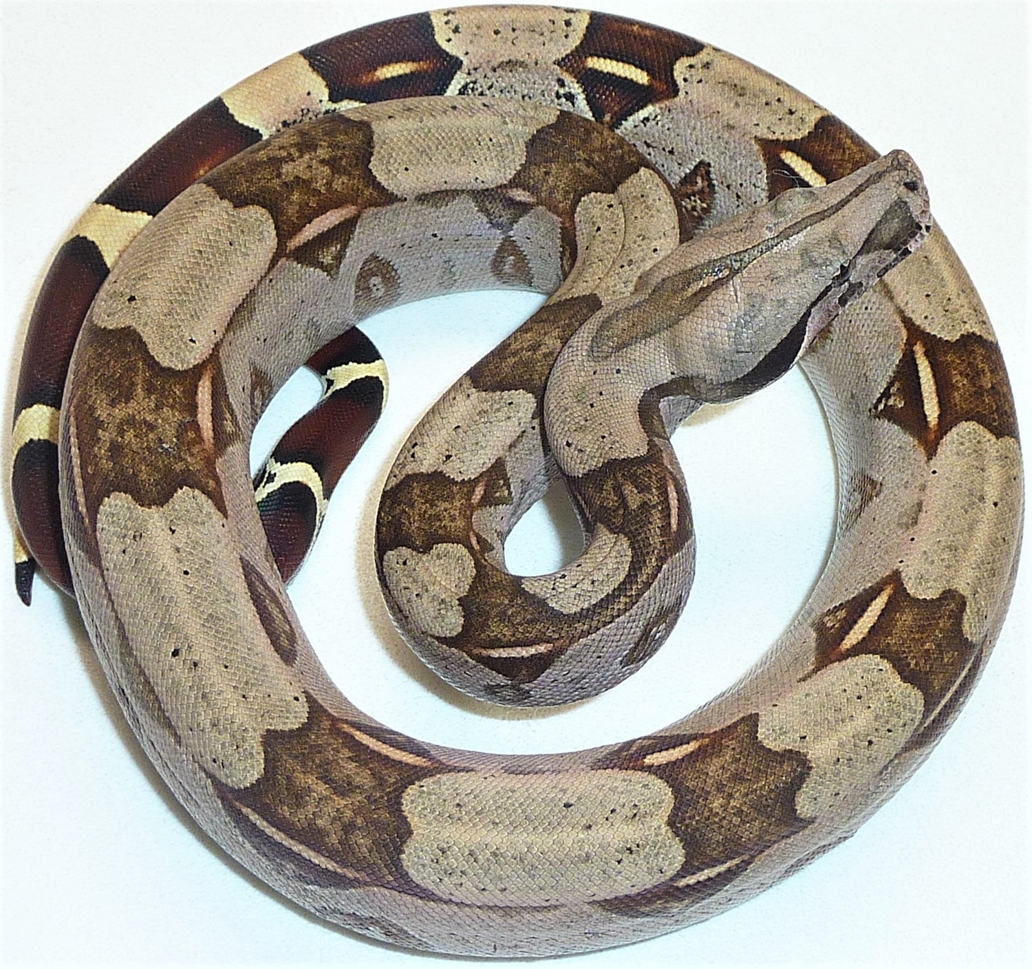 High Pink Suriname Red Tail Boa Boa Constrictor by BSR Auctions ...