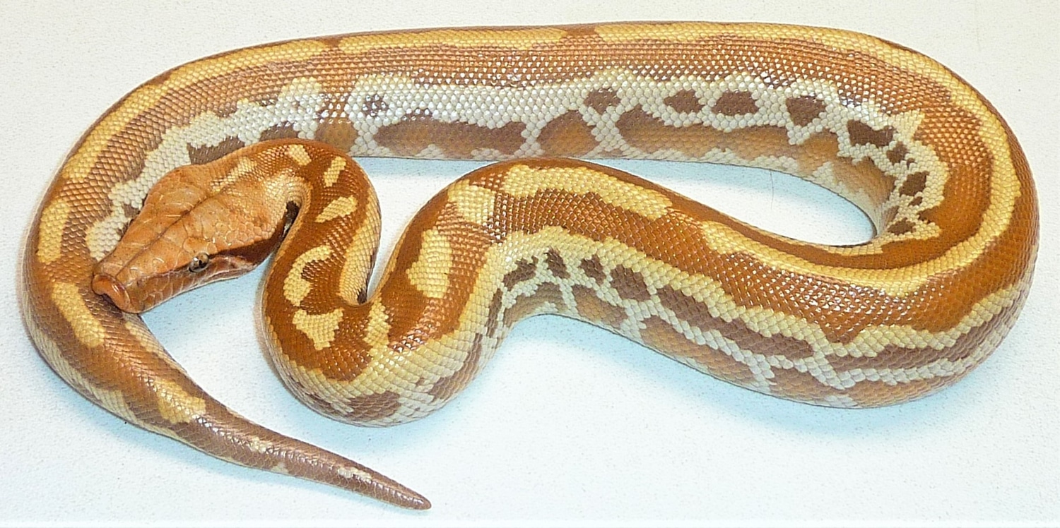 T+ Albino Matrix Blood Python by BSR Auctions - MorphMarket