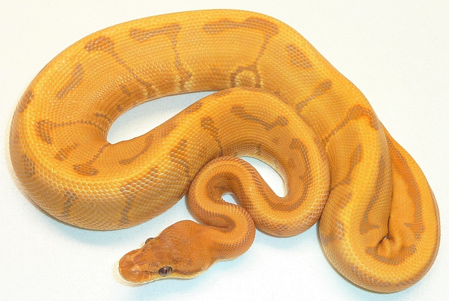 Ultramel Leopard Pinstripe Poss Het Pied Ball Python by BSR Auctions ...