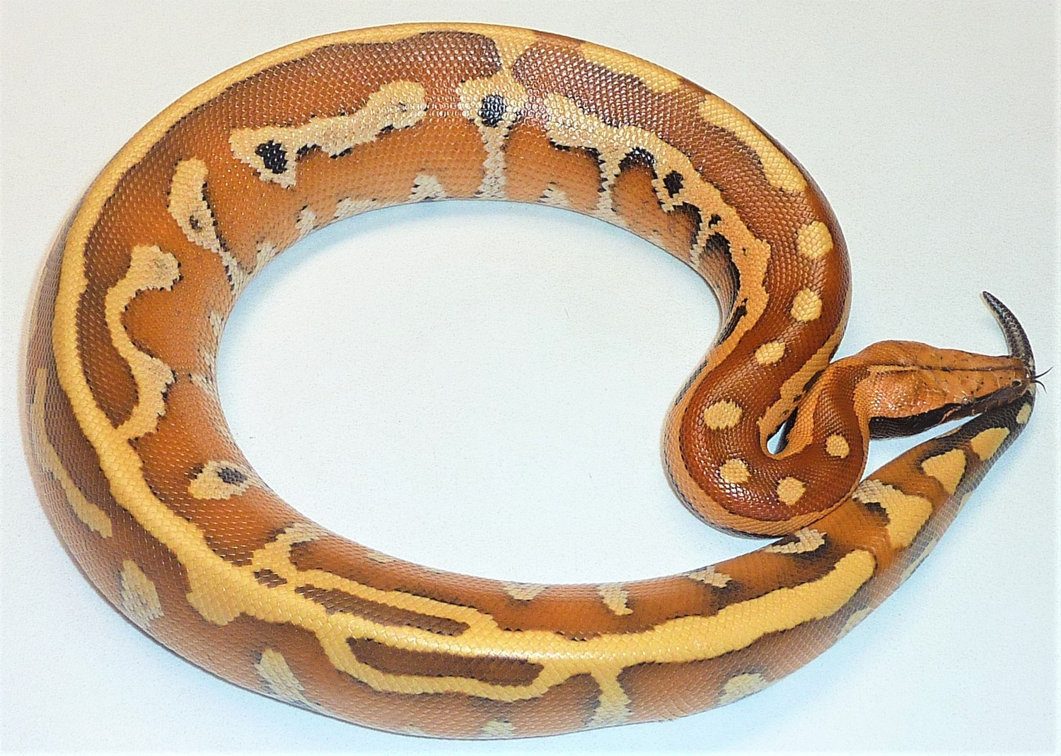 Marter Line Genetic Stripe Blood Python by BSR Auctions - MorphMarket