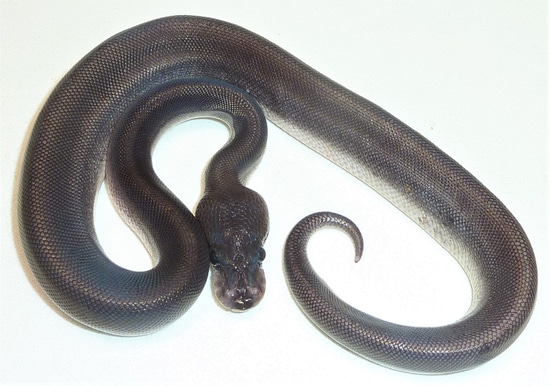 Pinstripe “8 Ball” Ball Python by BSR Auctions