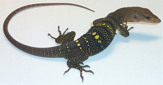 14 Inch Baby Spiny-neck Monitor Other Monitor by BSR Auctions