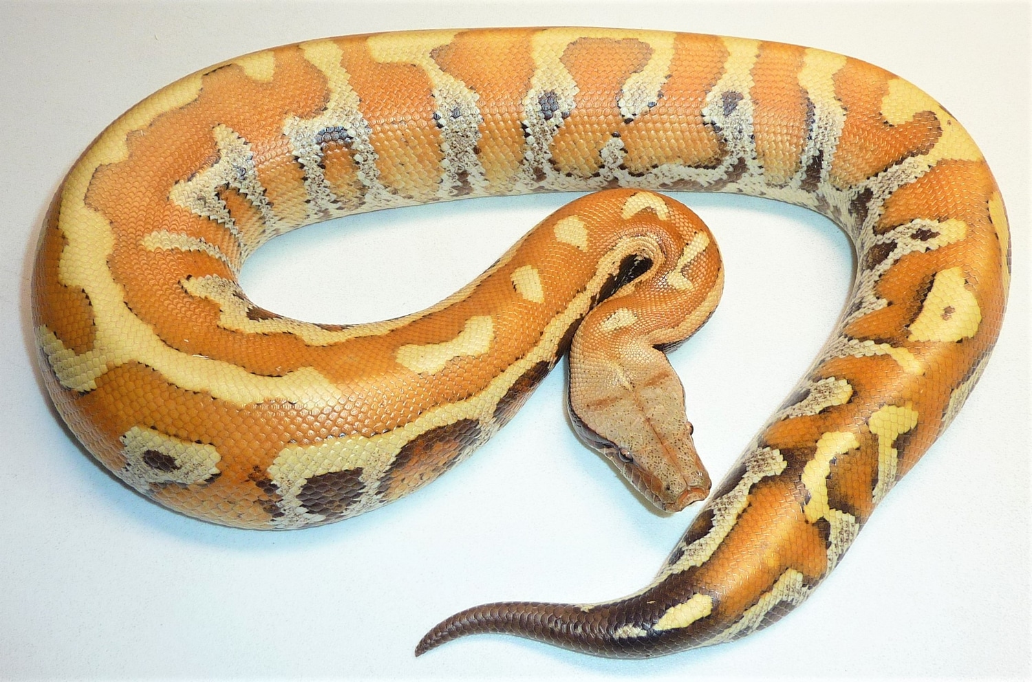 706 Gram Karma Het T+/- Albino Blood Blood Python by BSR Auctions ...