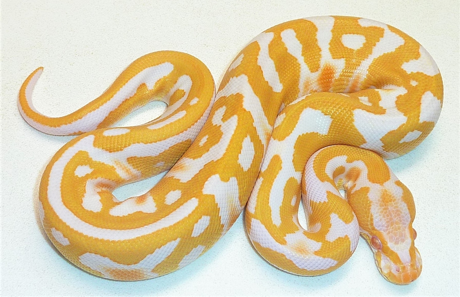 High Contrast Albino Leopard Possible Yellowbelly Ball Python by BSR ...