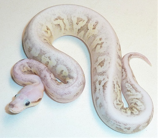 Vanilla Cream Sterling Poss Calico Ball Python by BSR Auctions