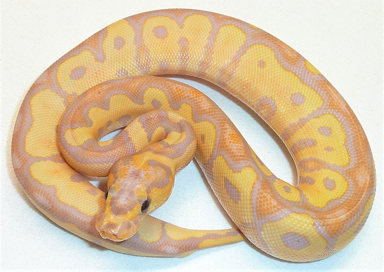 Banana Clown Ball Python by BSR Auctions - MorphMarket