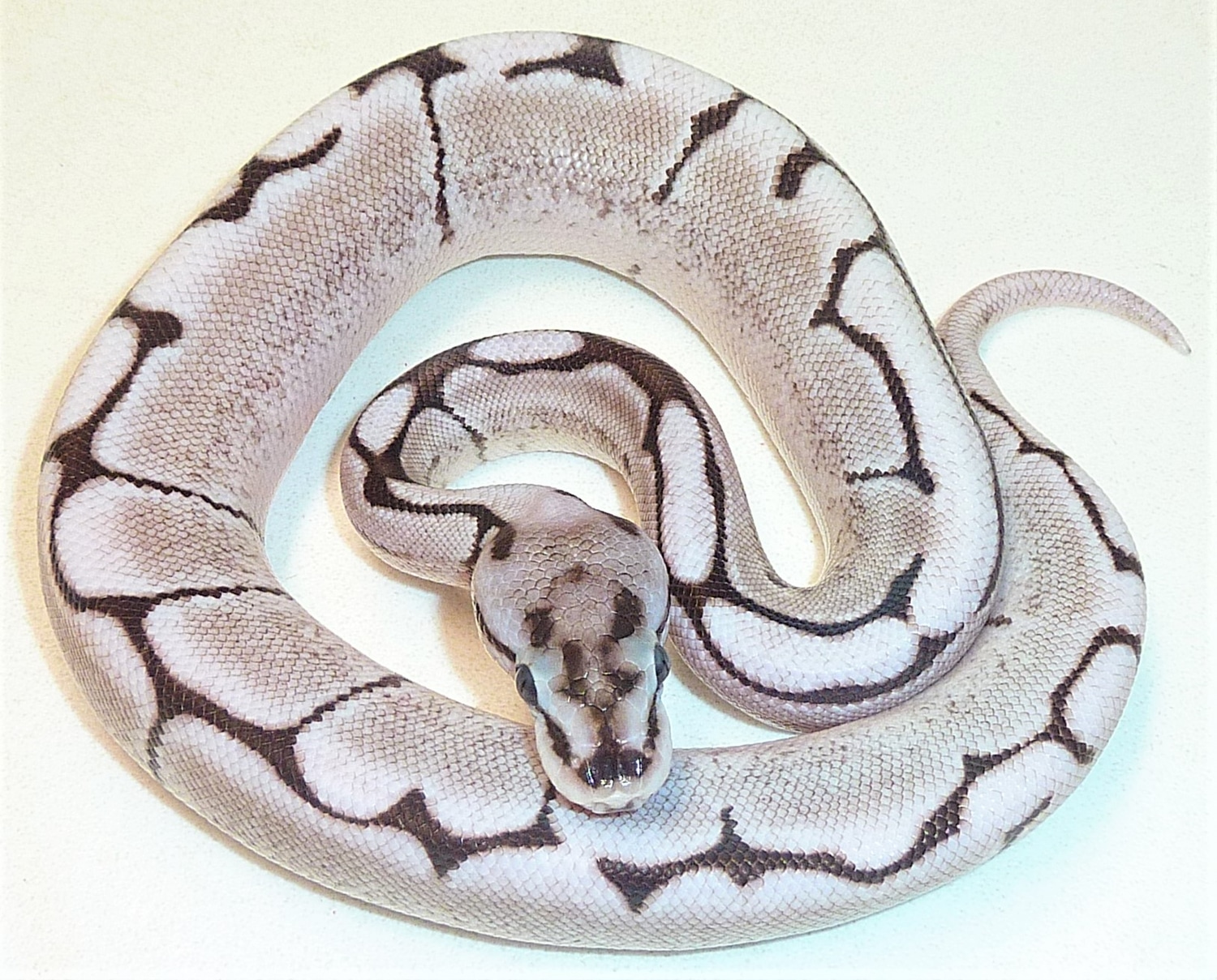 Fire Spider Vpi Axanthic Ball Python by BSR Auctions - MorphMarket